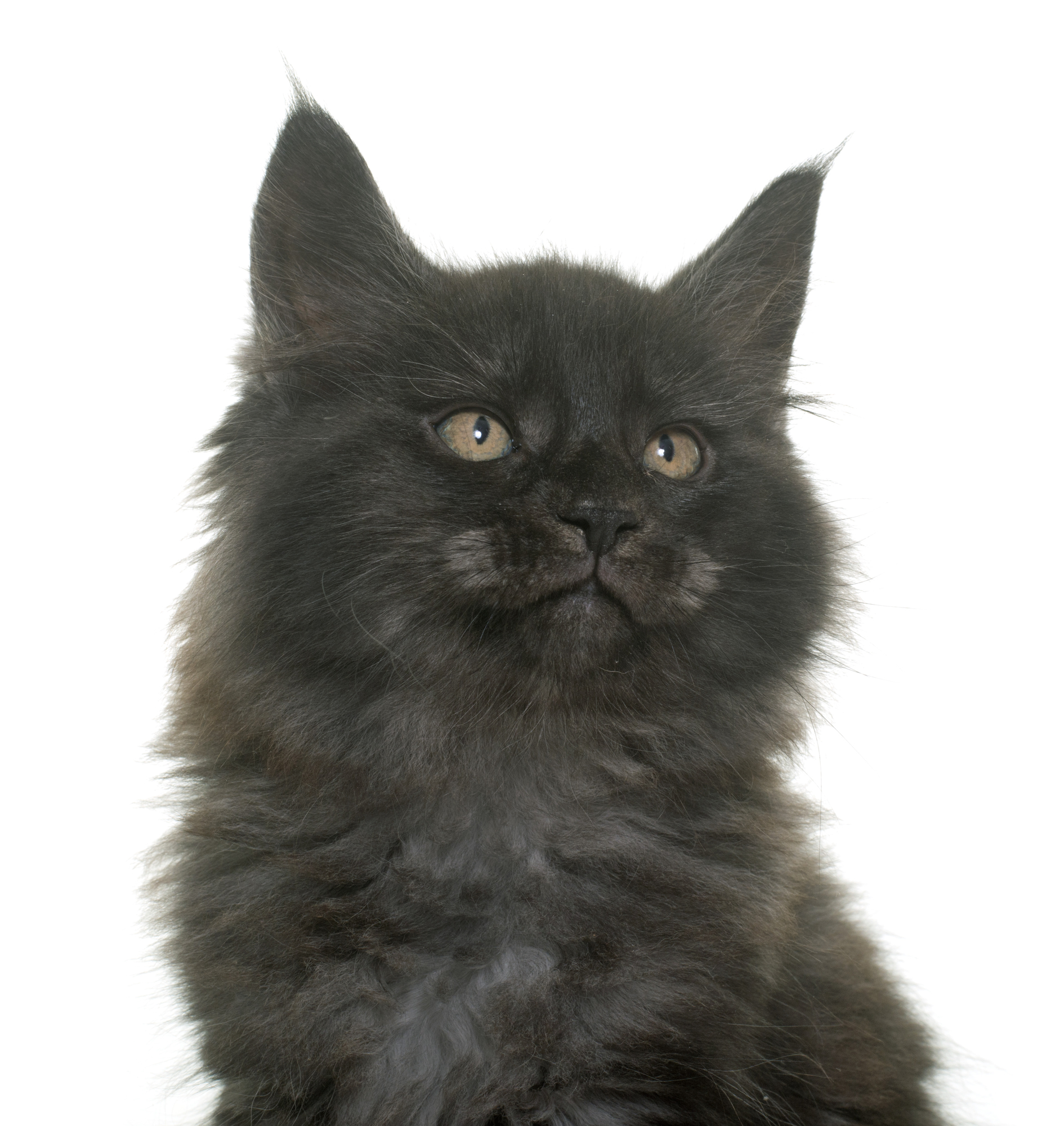 Meet This Year’s Pet! – JC Hay